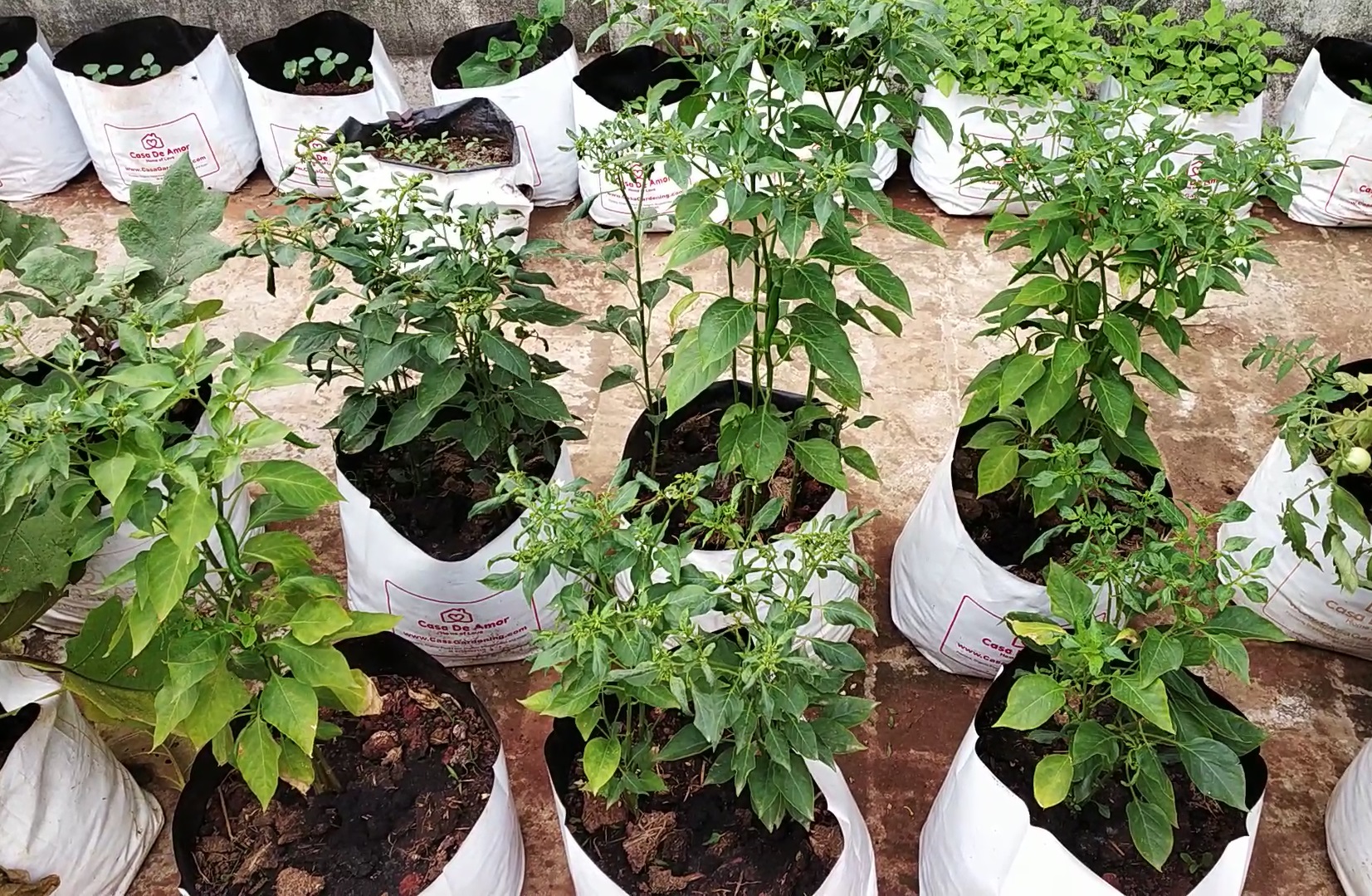 How to grow Chilli plants in the vegetable garden – REHOBOTH ORGANIC FARMS