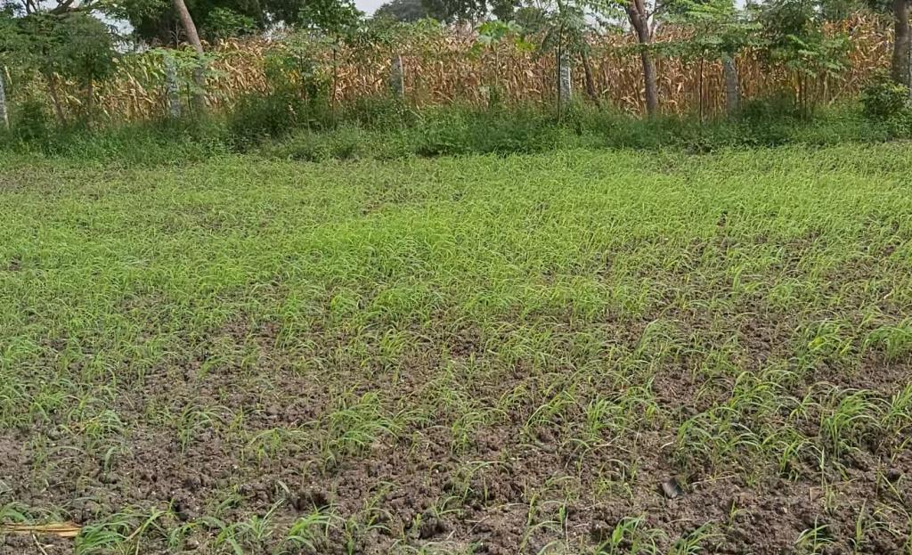 FODDER MAIZE - METHOD AND TIME OF SOWING - REHOBOTH ORGANIC FARMS