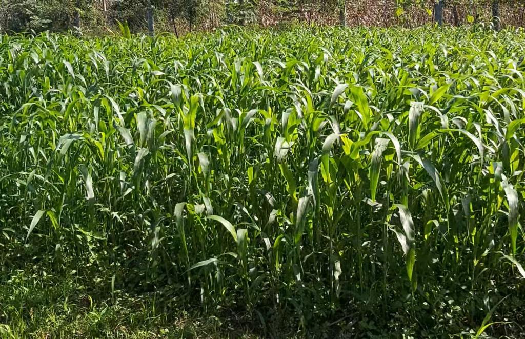ORGANIC FERTILIZER FOR FODDER MAIZE - REHOBOTH ORGANIC FARMS