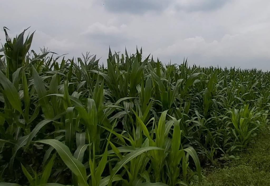 FODDER MAIZE - ABOUT FODDER MAIZE - REHOBOTH ORGANIC FARMS