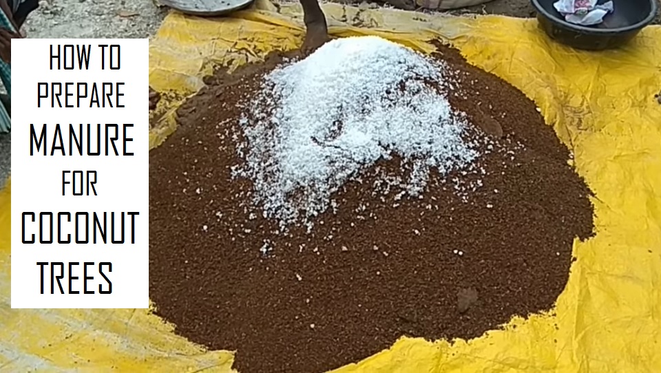 Organic Manure for Coconut tree in the farm - REHOBOTH ORGANIC FARMS