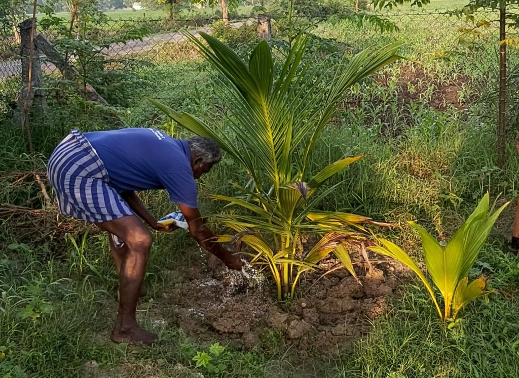 How to fertilize Coconut tree: - REHOBOTH ORGANIC FARMS