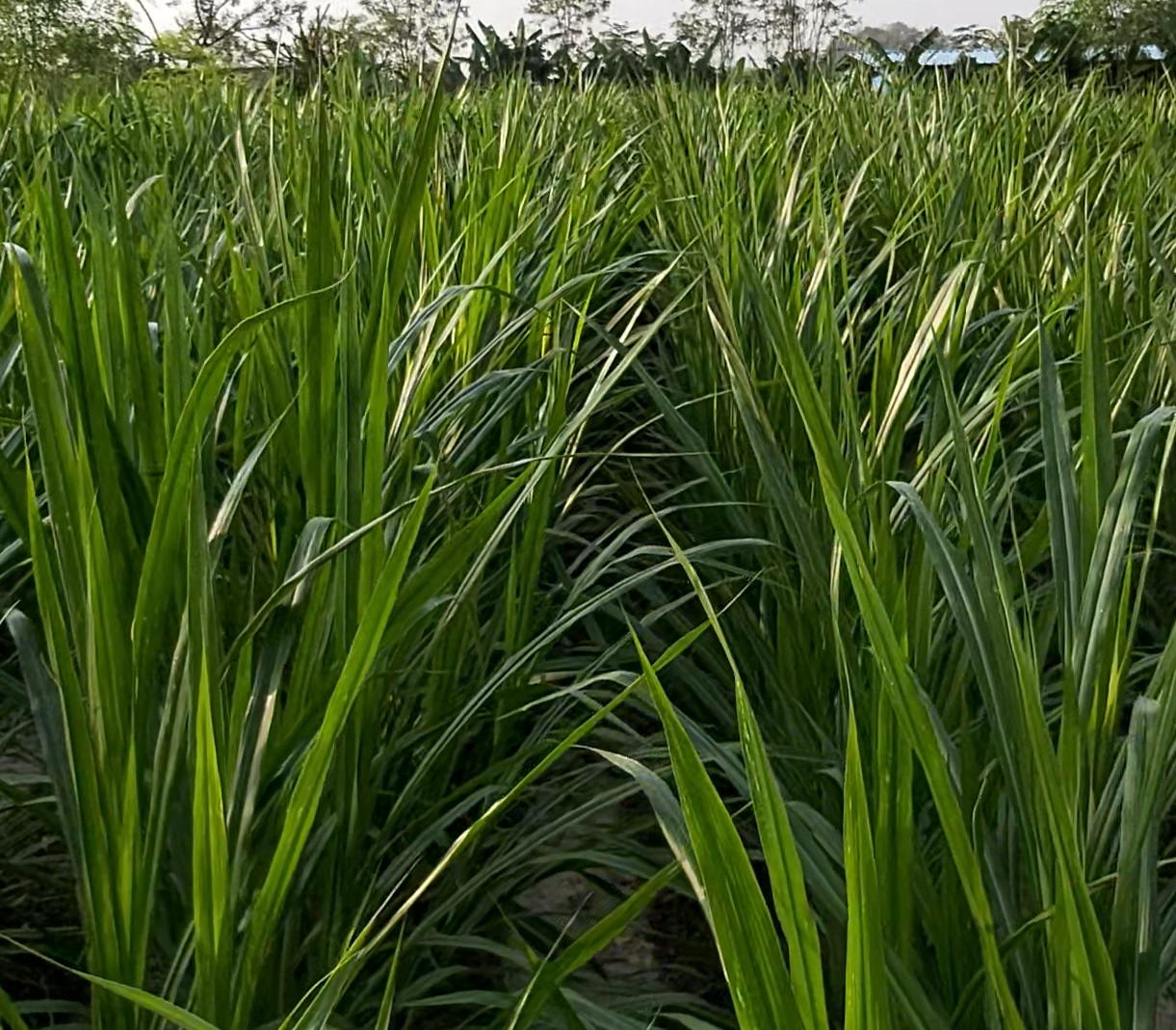 Super Napier grass – 90 days after planting – REHOBOTH ORGANIC FARMS