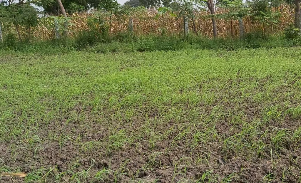 Fodder Maize - Method and time of sowing - REHOBOTH ORGANIC FARMS