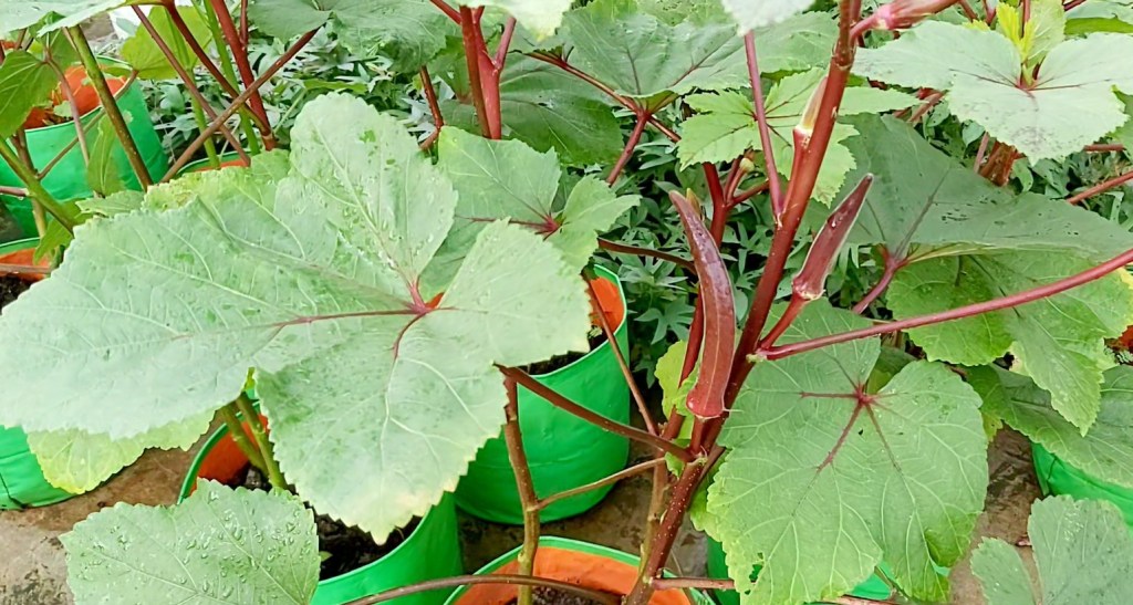 How to grow Red Okra from seeds - REHOBOTH ORGANIC FARMS