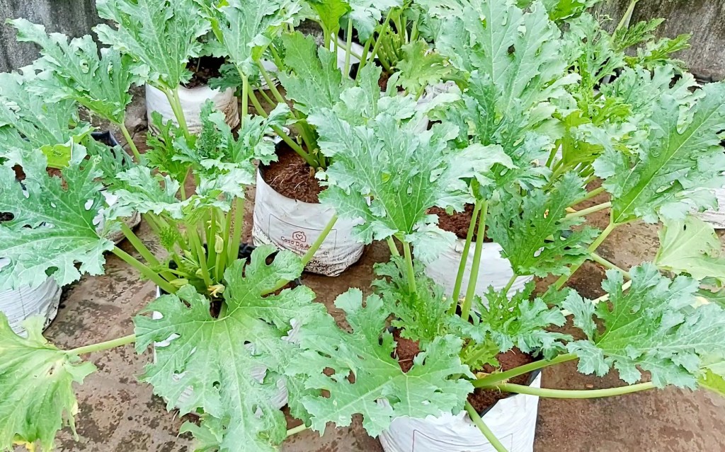How to Control Zucchini Pests and Diseases in Terrace Garden - REHOBOTH ...