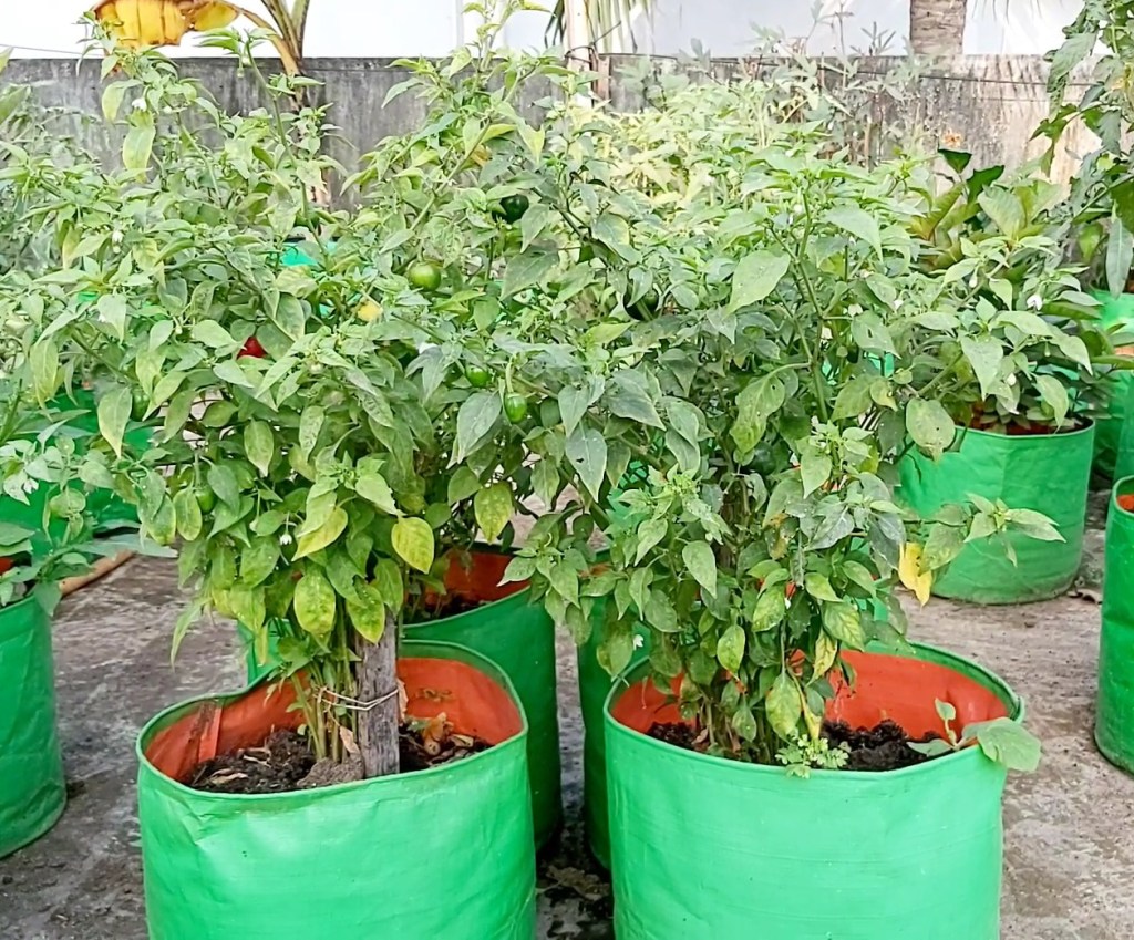 Chilli Flowering and Pollination - REHOBOTH ORGANIC FARMS