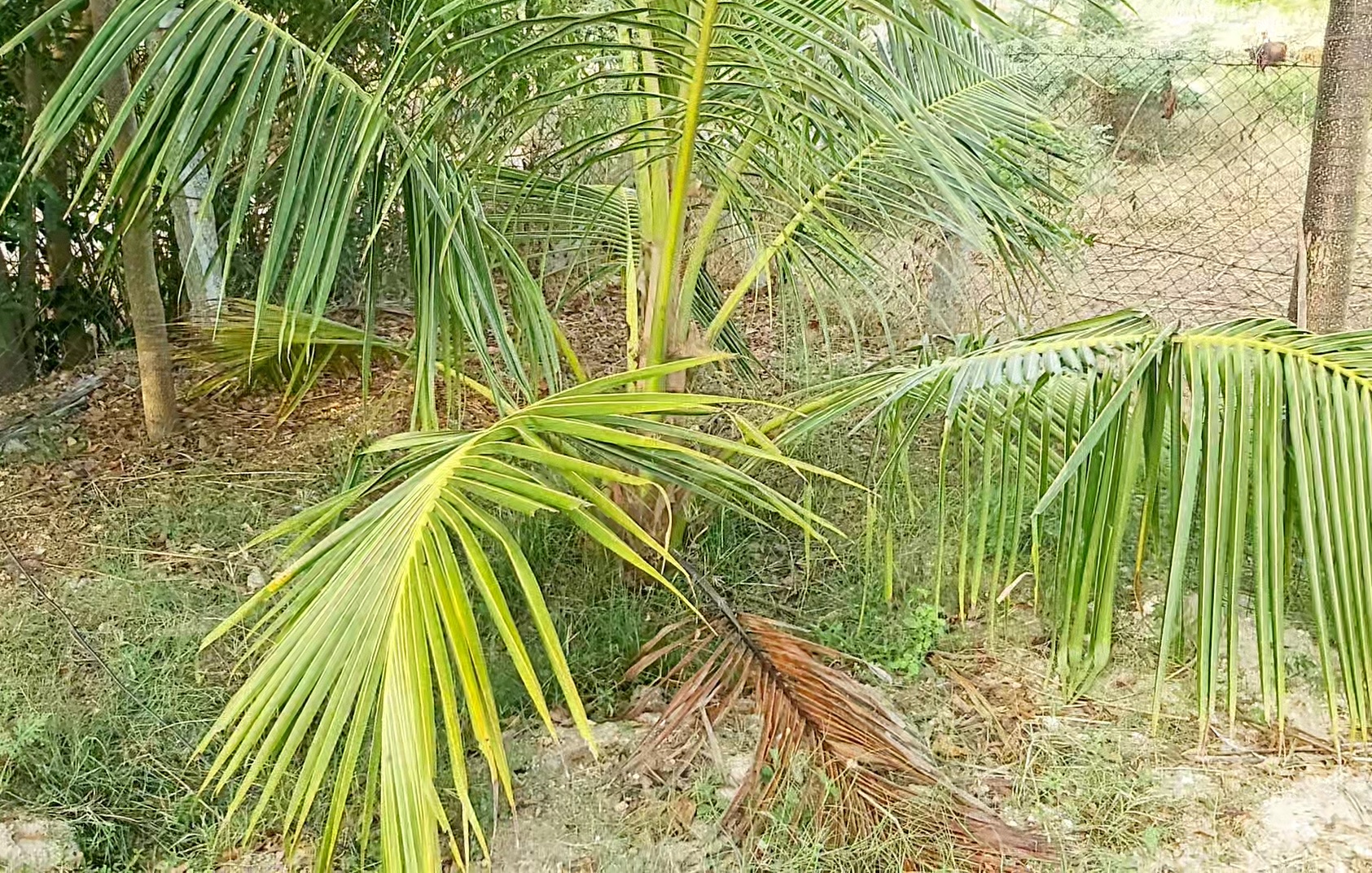 How to Trim the Coconut tree and Fertilize with Sea Salt – REHOBOTH ...
