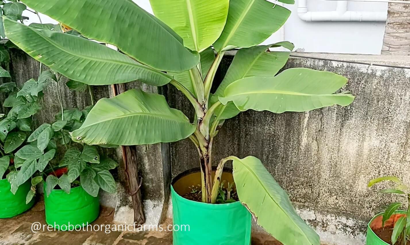 Bio Fertilizer for Banana Tree – REHOBOTH ORGANIC FARMS