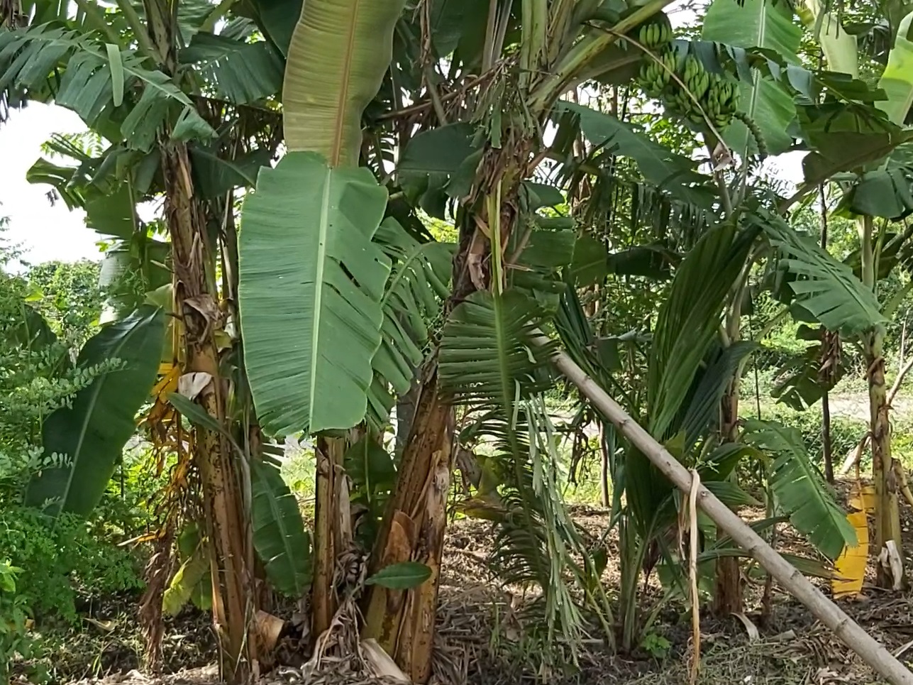 How to fertilizer Banana trees in the farm – REHOBOTH ORGANIC FARMS