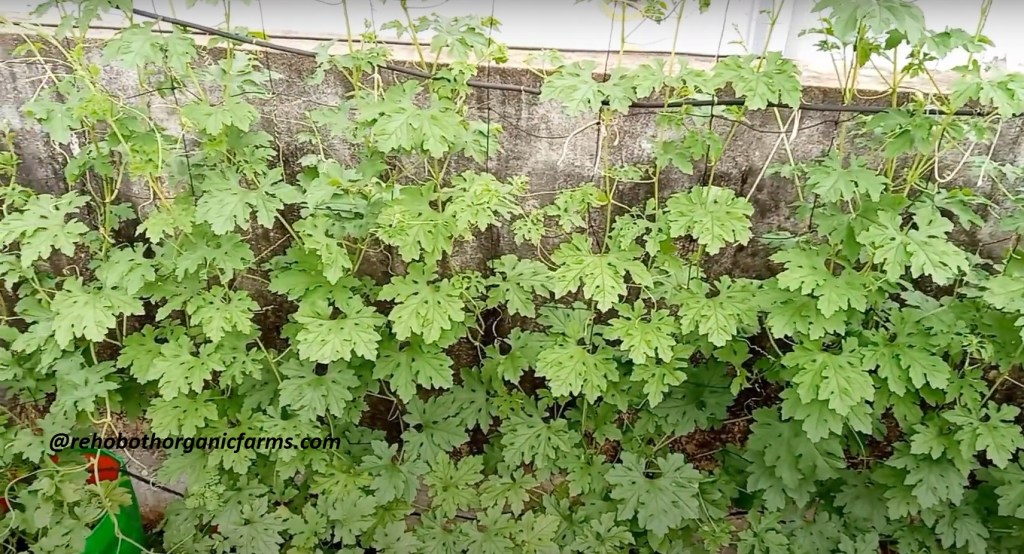 How to grow Bitter Gourd plants at home - REHOBOTH ORGANIC FARMS