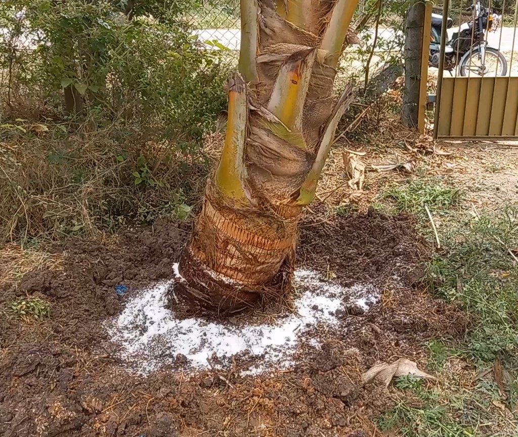 How to Fertilize Coconut Tree with Salt - REHOBOTH ORGANIC FARMS