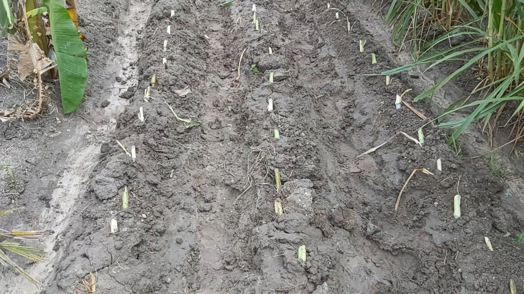 What is the spacing of Napier grass? - REHOBOTH ORGANIC FARMS