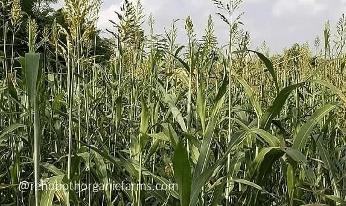 How to grow and harvest COFS29 / Sorghum Fodder? - REHOBOTH ORGANIC FARMS